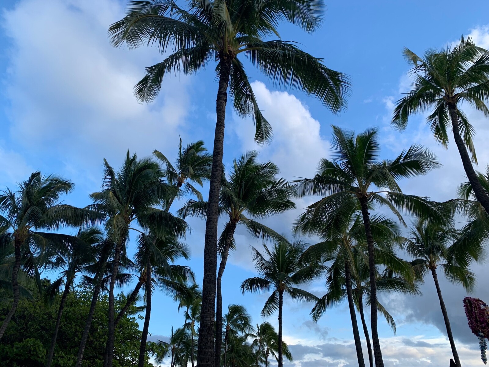 Gianna's GCU Roommate Profile | Roomsurf